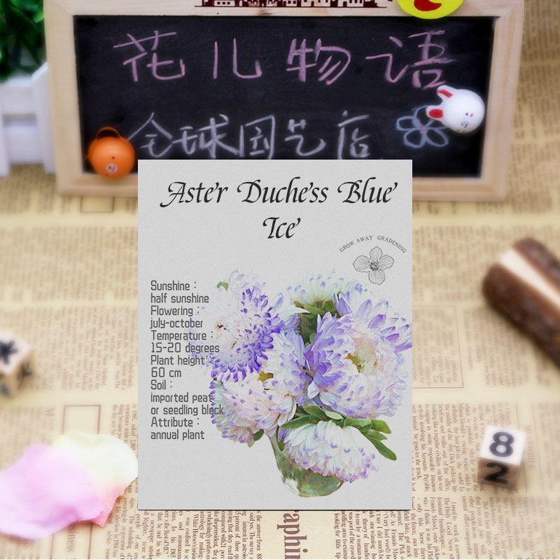 Duchess blue ice double-petal aster seeds imported heirloom indoor four ...
