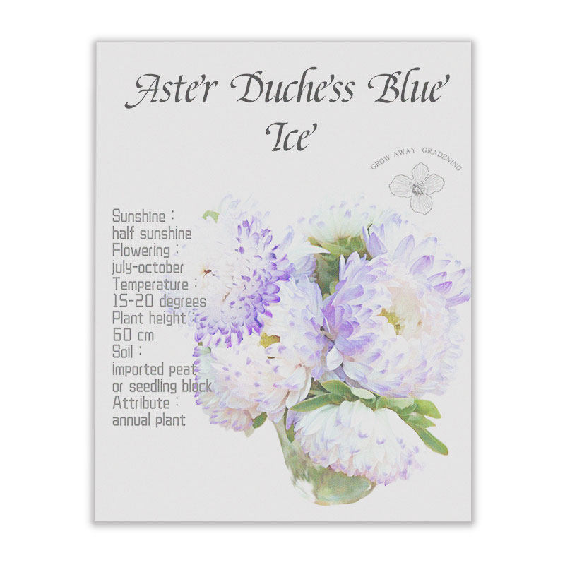 Duchess blue ice double-petal aster seeds imported heirloom indoor four ...