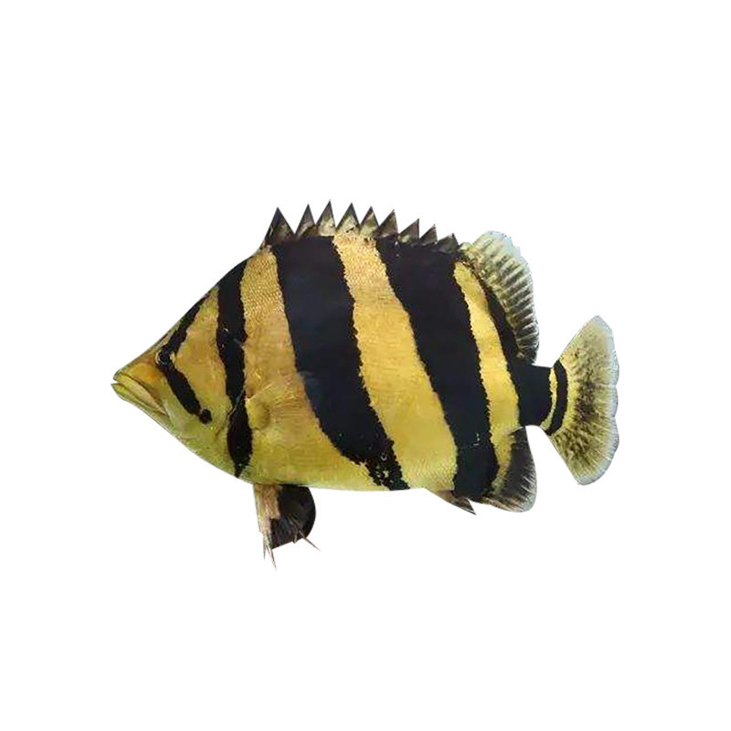 Sumatran Tiger Indonesian Tiger fry Thai Tiger Indonesian Three-grain ...