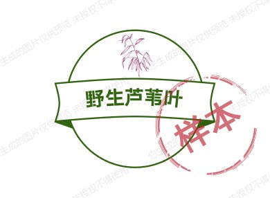 野生芦苇叶