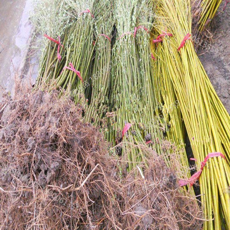 [USD 5.25] Nursery sales of willow seedlings, weeping willow seedlings ...