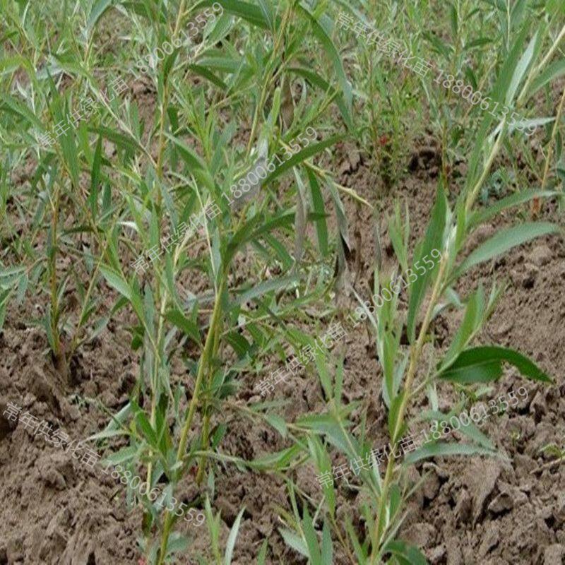 [USD 5.25] Nursery sales of willow seedlings, weeping willow seedlings ...