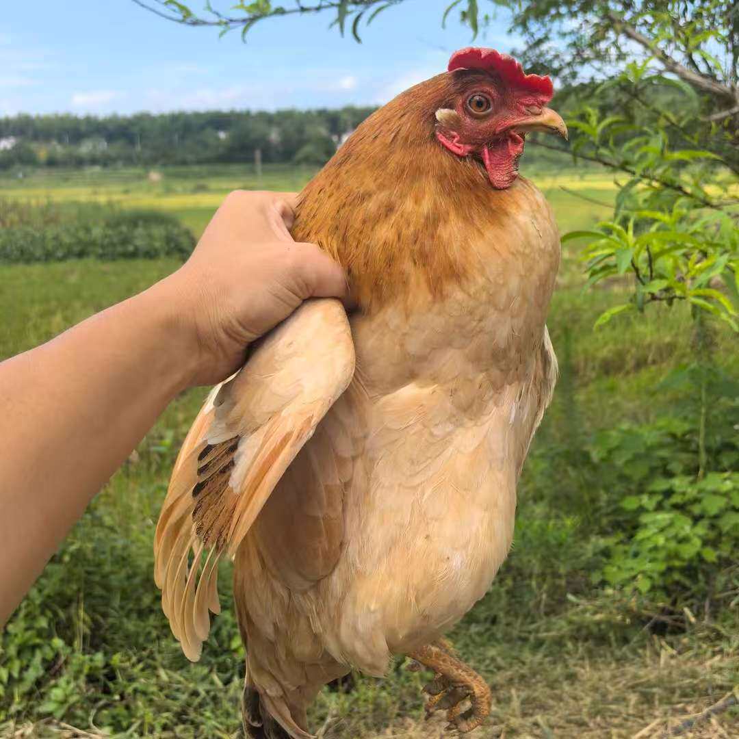 阿泽皖南土鸡小店
