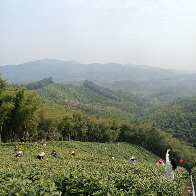 安吉石角萱萱白茶