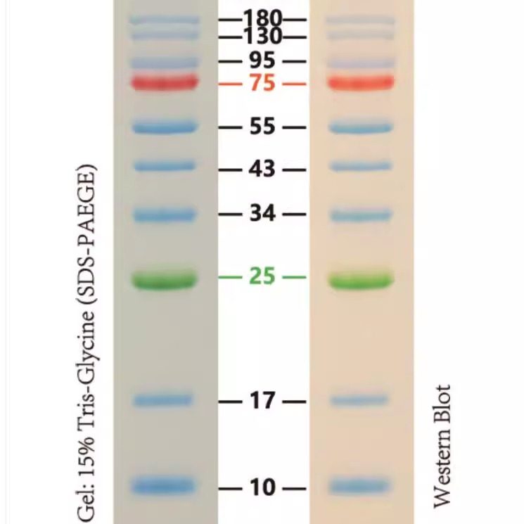 蛋白分子標準品PageRµler™Prestained Protein Ladder10-180kDa