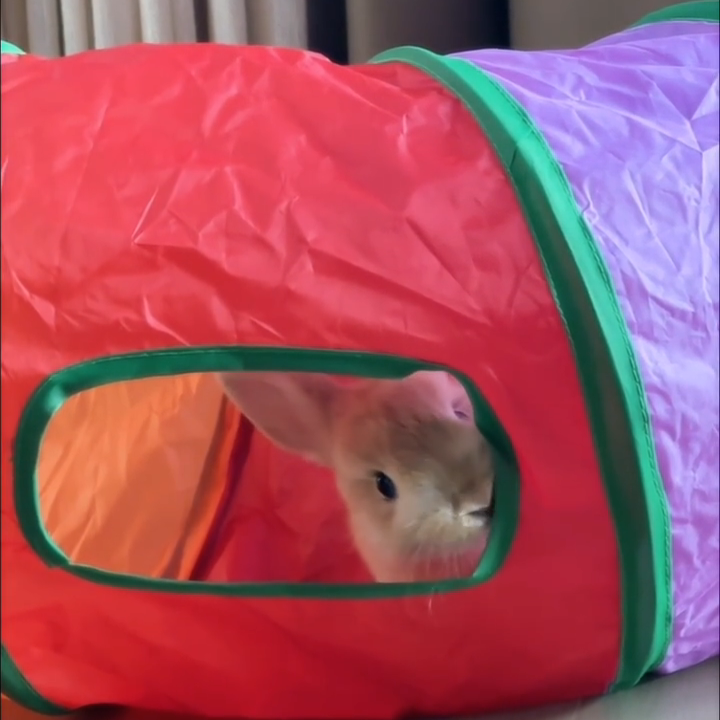 Dwarf lop & chinchilla exclusive tunnel hideaway: boredom-busting fun ...
