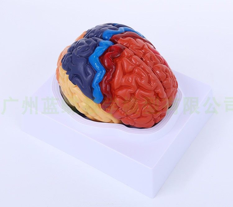 Medical Brain Model Brain Function Partition Cortex Partition Human ...