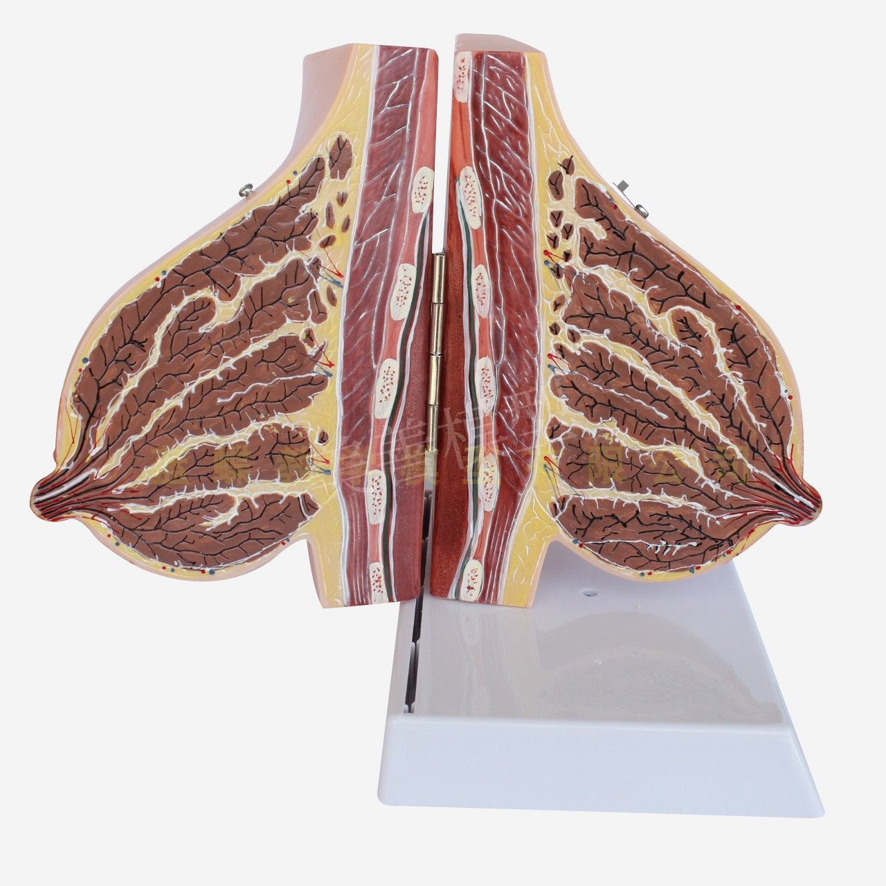 Static female breast structure, breastfeeding breast chest anatomy ...