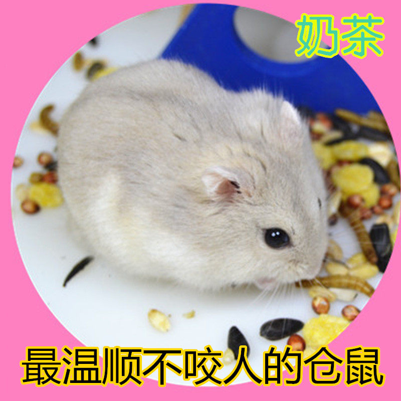 [USD 10.40] The most docile not bite hamster baby milk tea small ...