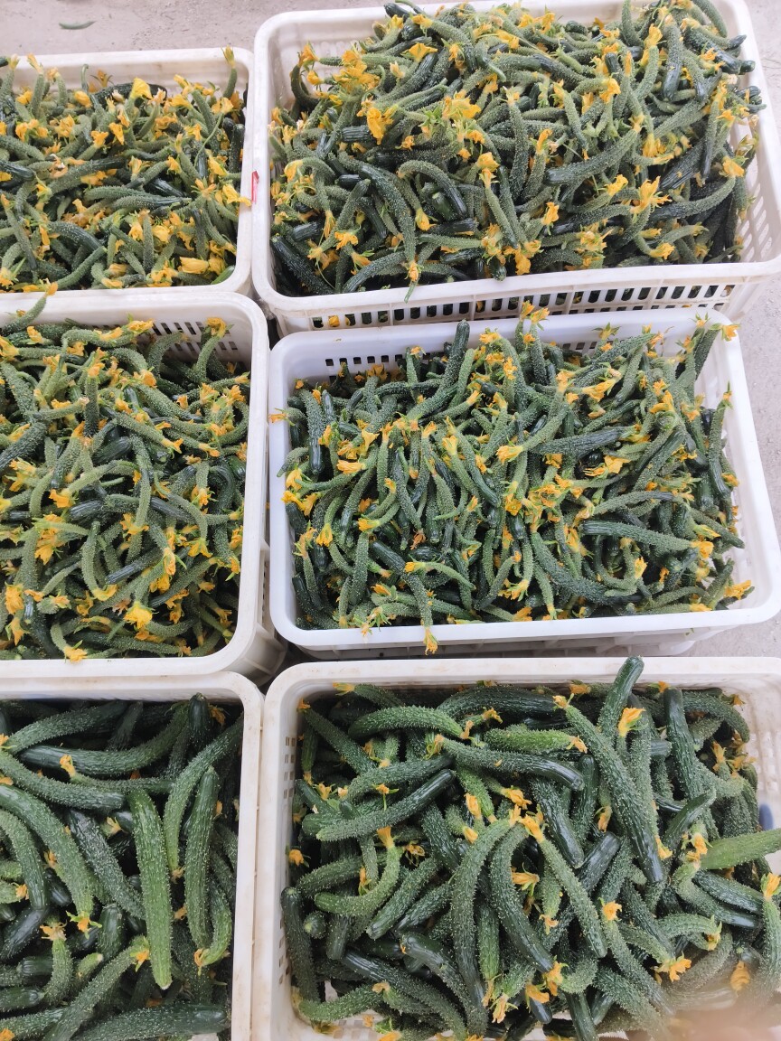 绿之原生鲜果蔬