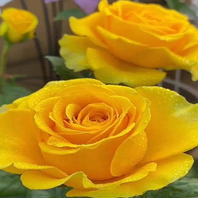 Scottish butter rose rose cutting flower seedlings extra large cut ...