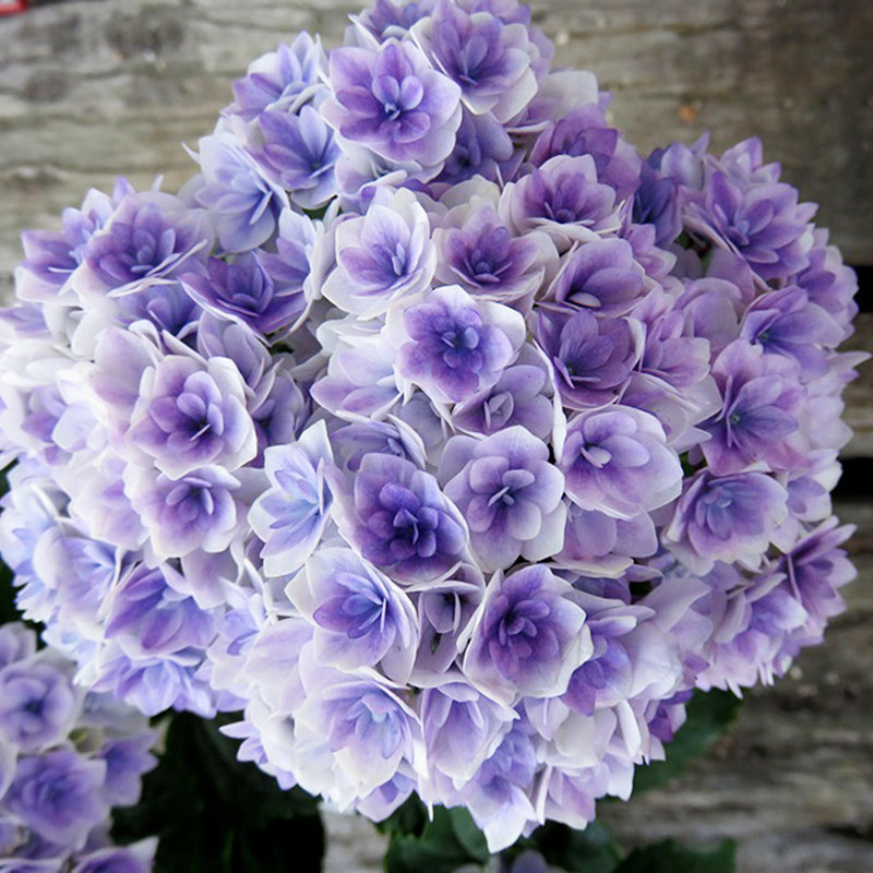 Imported hydrangea Princess Charlotte potted hydrangea can be planted ...