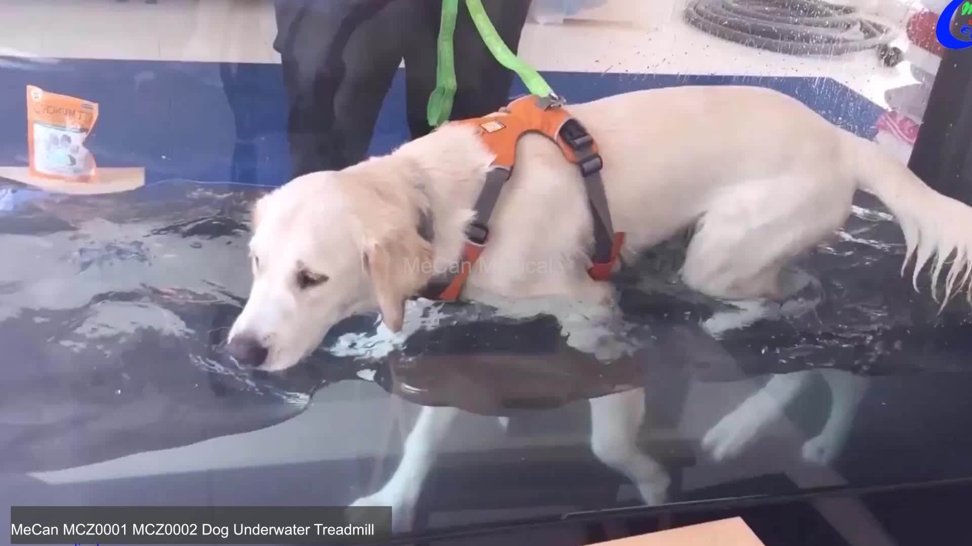 Vet 30kgs Pet Water Treadmill Walking Machine Electric Hydrotherapy Dog ...