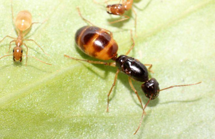 Black-spotted Humpback Ant Black-spotted Turkey Humpback Ant 2021 New Post