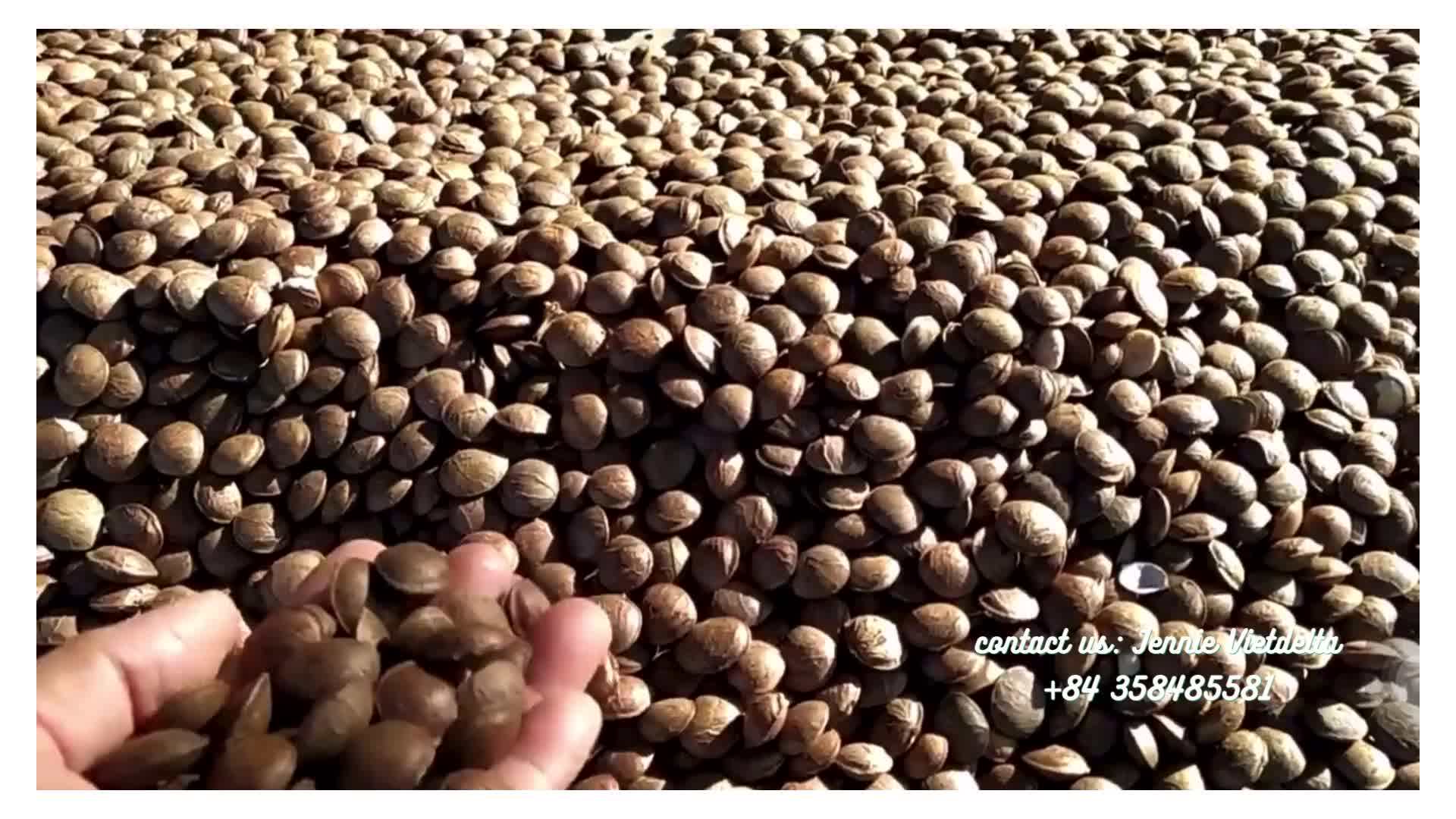 High Nutrition Sacha Inchi Nuts/ Sachi Nuts From Vietnam / Ms Jennie ...