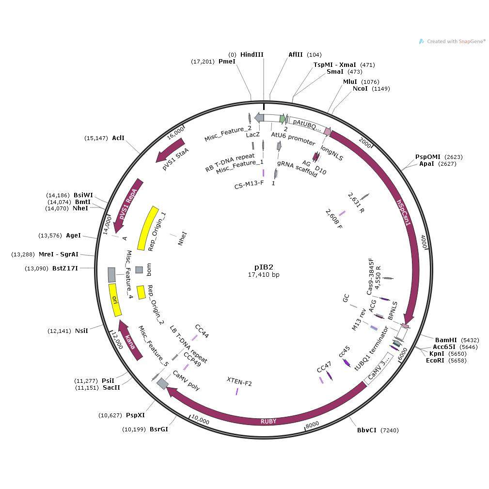 植物载体ruby 表达载体3302-RUBY-kan 敲除载体 pIB2-ruby