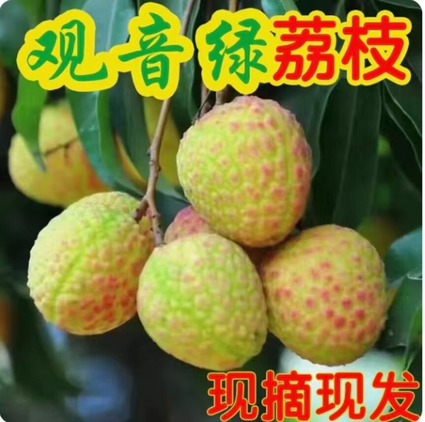 优质品种荔枝精选