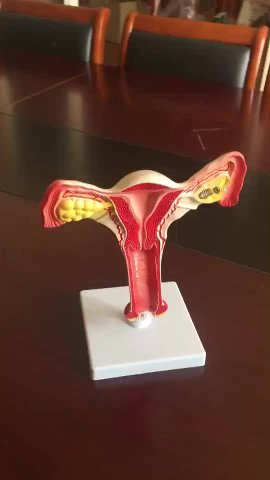 Medical Science Magnified Human Anatomical Model Normal Educational ...