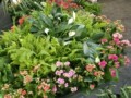 梅尔大叔Garden Centre