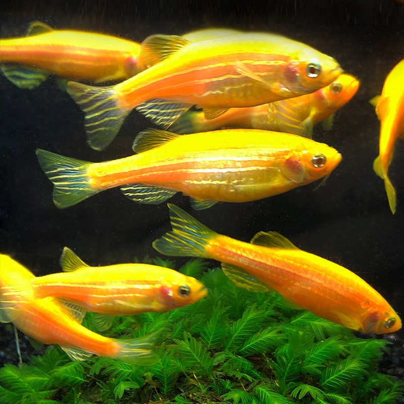 [USD 5.64] Zebrafish zebrafish living body Colorful red zebrafish blue ...