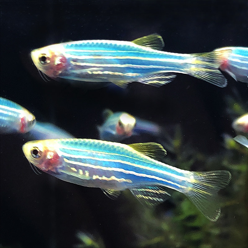 [USD 5.64] Zebrafish zebrafish living body Colorful red zebrafish blue ...