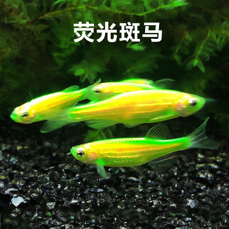 [USD 5.64] Zebrafish zebrafish living body Colorful red zebrafish blue ...