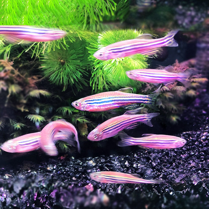 [USD 5.64] Zebrafish zebrafish living body Colorful red zebrafish blue ...