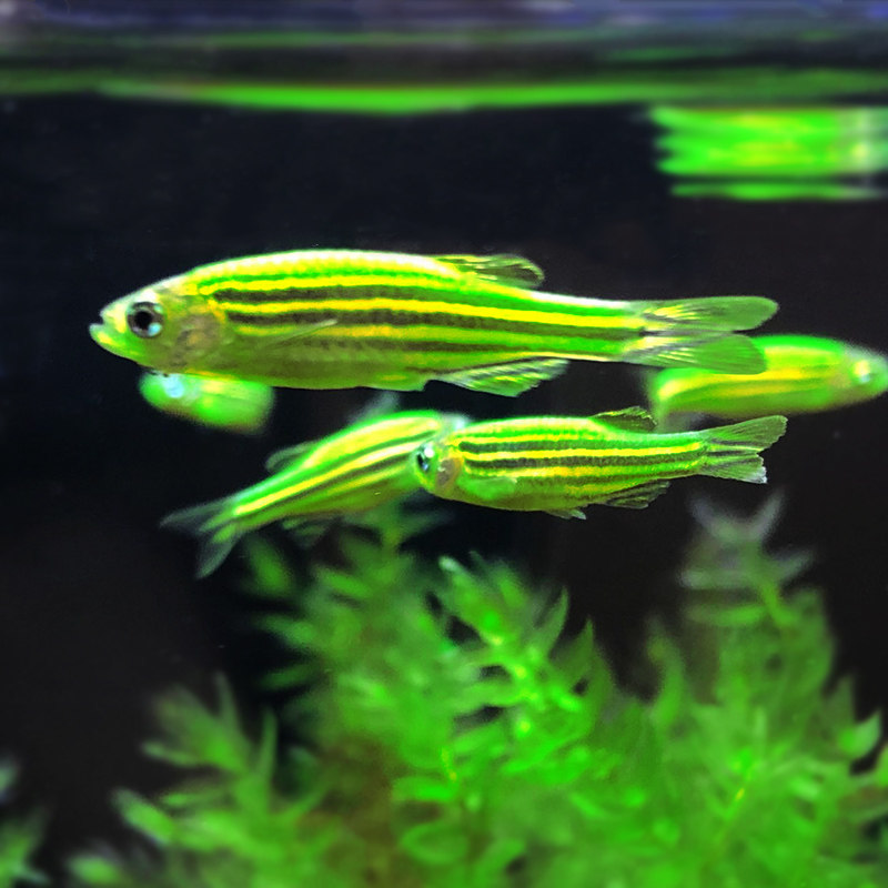 [USD 5.64] Zebrafish zebrafish living body Colorful red zebrafish blue ...