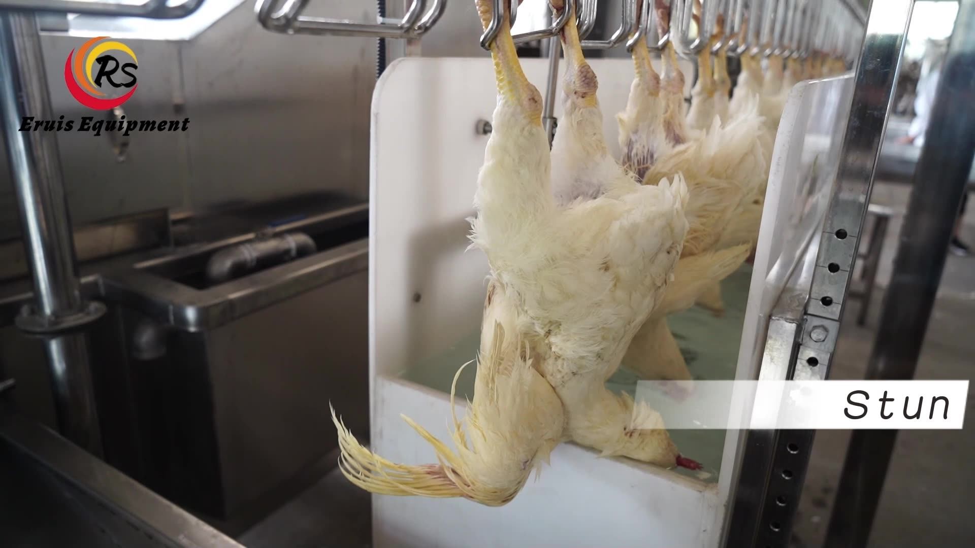 Small And Large Chicken Turkey Killing Processing Killing Slaughter ...