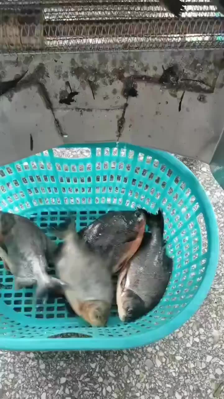 Frozen Red Pomfret Whole Round Suppliers Frozen Red Pacu Fish With ...