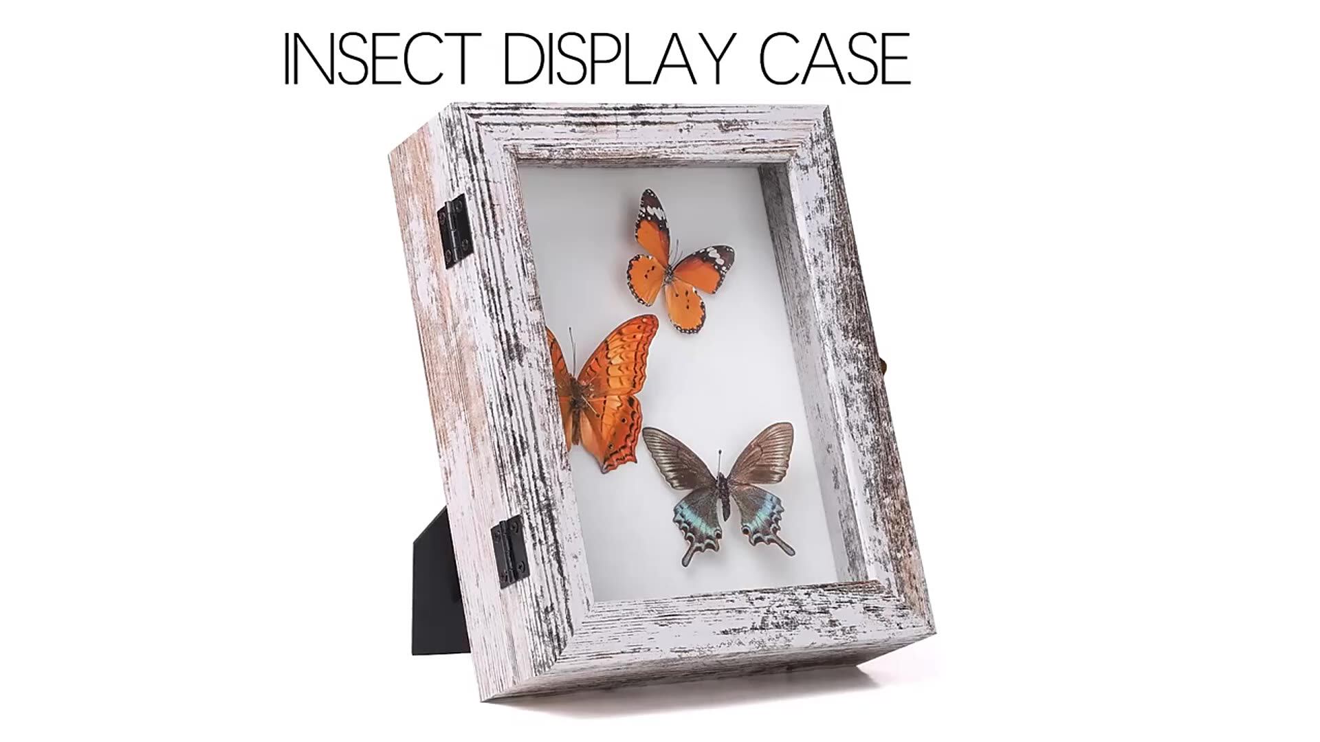 Insect Display Case Wall Mount Or Tabletop Display Butterfly Specimen ...