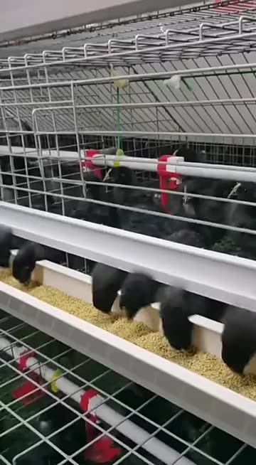 Poultry Farm Automatic Galvanized Chicken Broiler Battery H Type Day ...