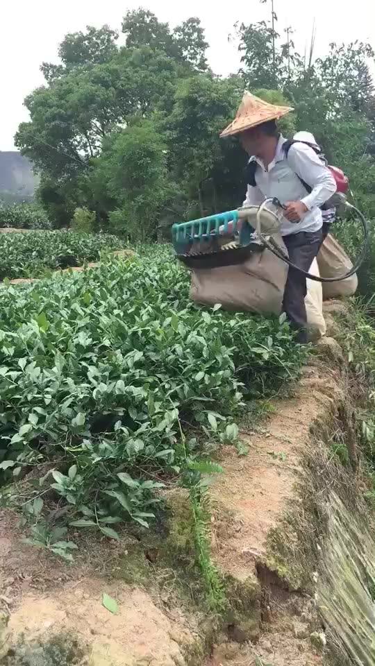 Professional Tea Picking Machine Tea Leaf Picker With Lithium Battery ...