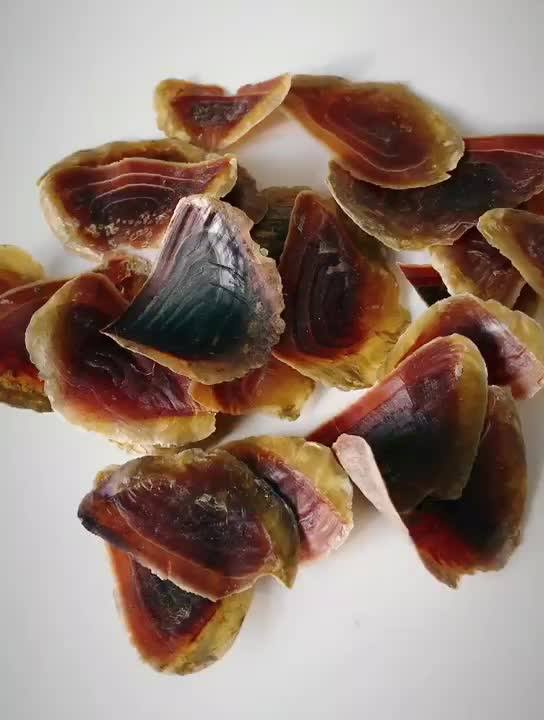 China Factory High Quality Promotion Operculum Black Conch Sea Shells ...