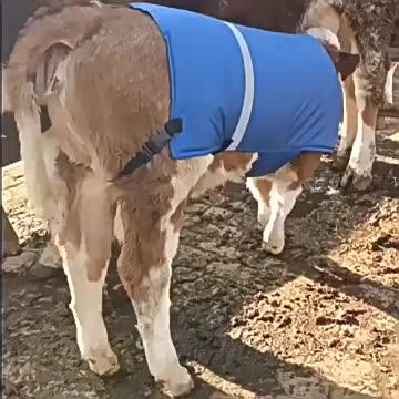 Livestock Waterproof Calf Coat Blanket Thickened Cattle Vest Calves ...