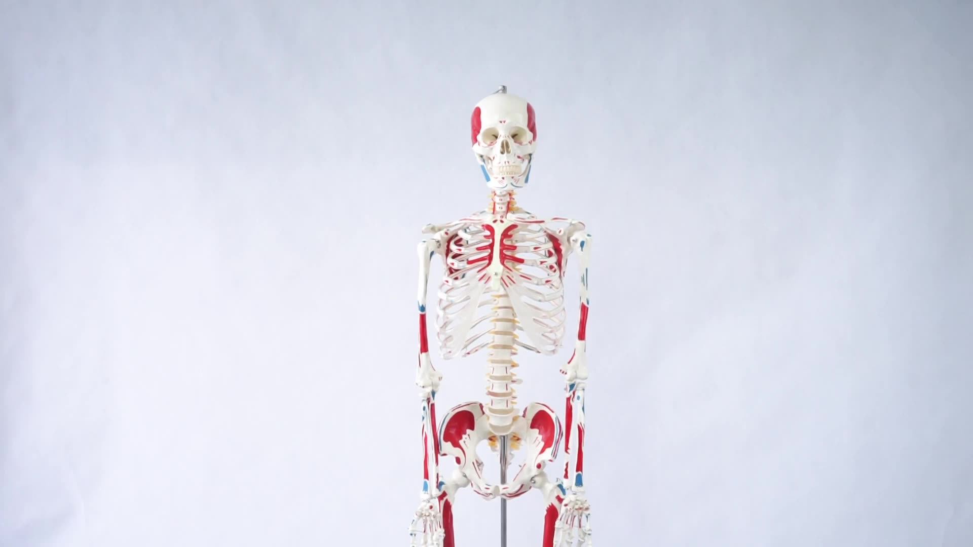 Human Skeleton Model 180cm Anatomy Pvc Material Life Size Manual ...