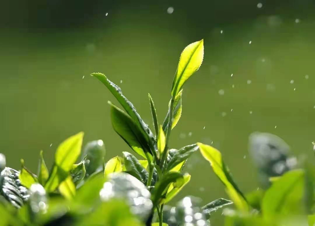 悸沁园茶业
