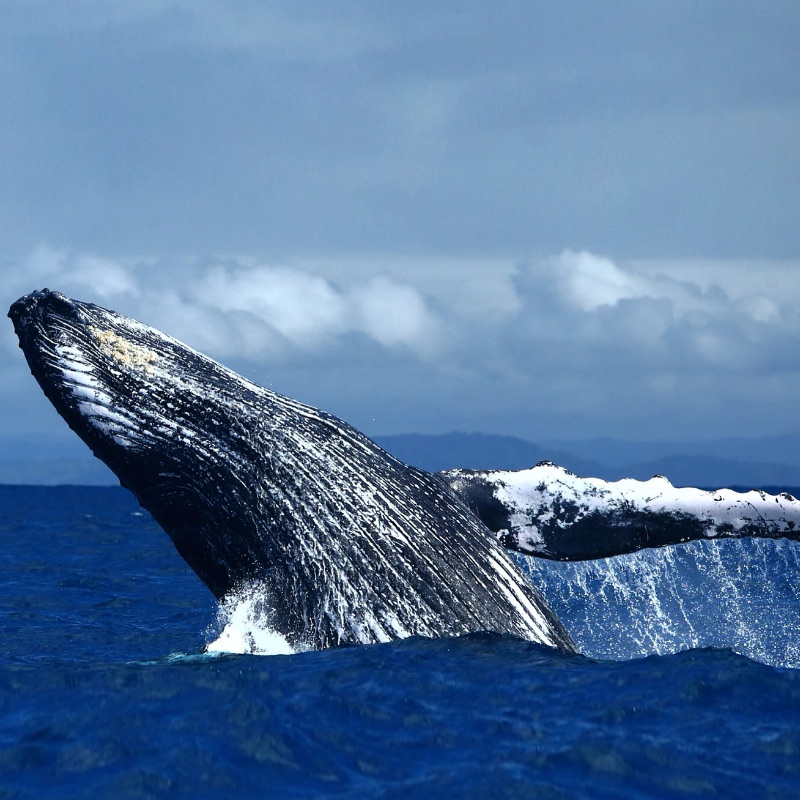 探索神秘海洋的终极体验：官网系统对接【海洋世界观鲸船】澳洲旅游 黄金海岸出海观鲸之旅 🛳️-旅游-淘宝好物网