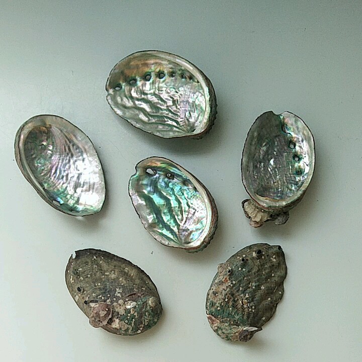 Hot Sale Natural Rainbow Color Abalone Shell Crafts Flashy Light ...