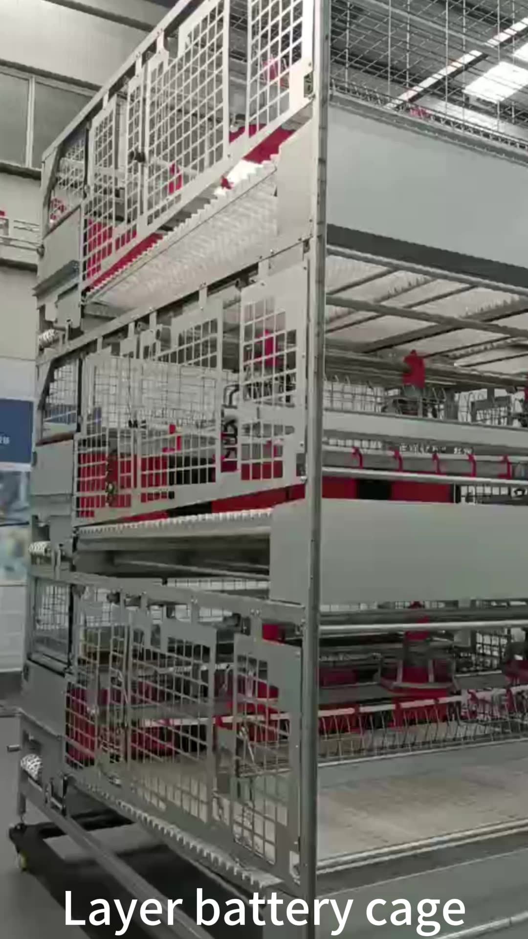 Hdg Automatic Rearing Machine Poultry Farm Feeding Equipment ...