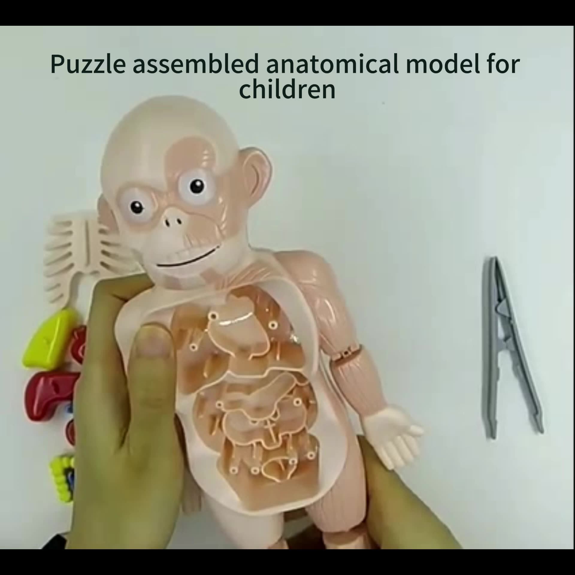 Kid 3d Puzzle Human Body Anatomy Model Educational Learning Organ Toy ...