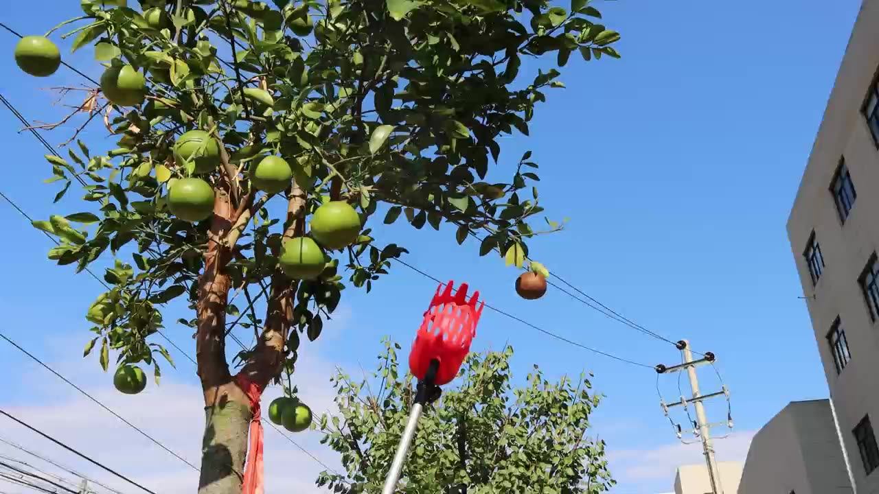 12ft 24ft 24ft 30ft Fruit Picker With Aluminum Alloy Telescopic ...