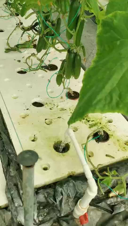 Dwc Floating Board Rafts Growing System Aquaponics Growing System For ...