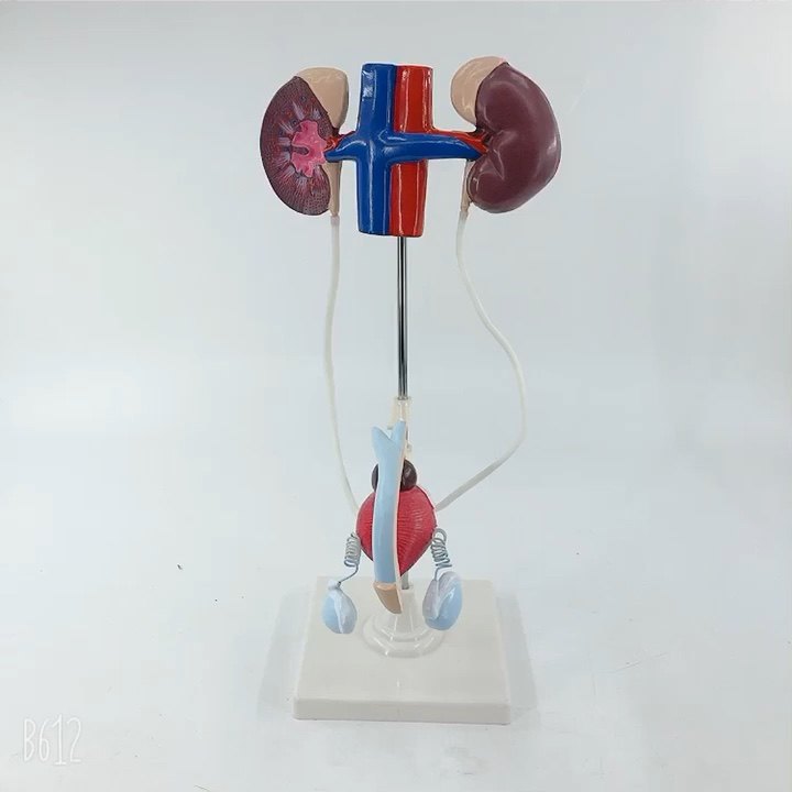 Human Urinary System Model Anatomical Model Male Urinary System - Buy ...