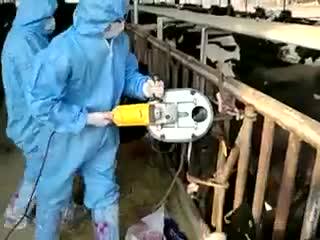 Veterinary Bull Horn Dehorner Bloodless Cattle Calf Saw Angle Grinder ...