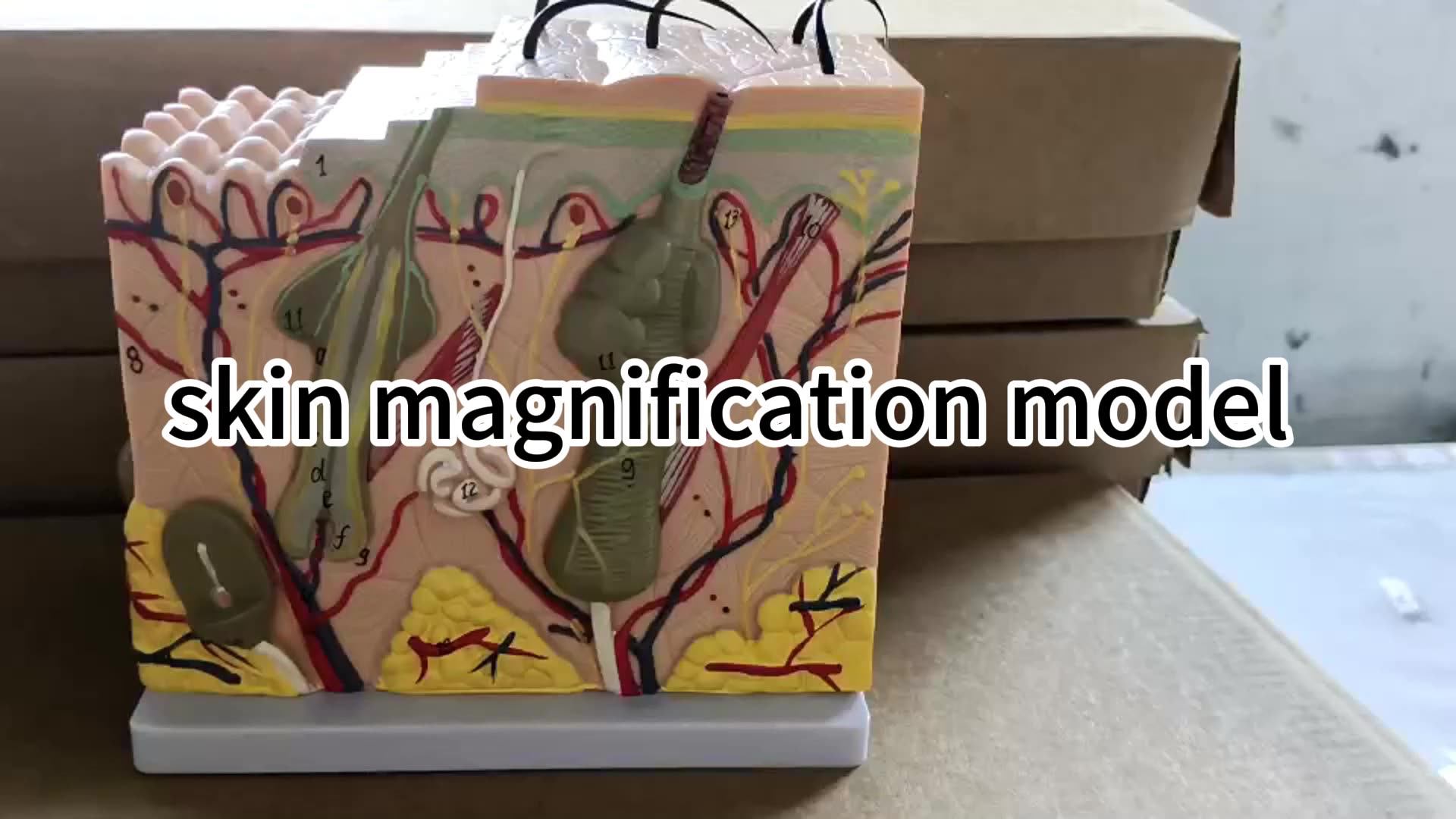 50x Magnification Skin Specimen Human Skin Tissue Structure Anatomical ...