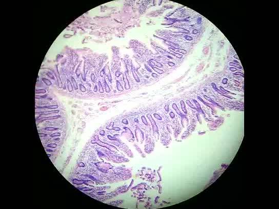 Hot Sale Tongue Of Rabbit(show Taste Bud) Sec. Prepared Microscope ...
