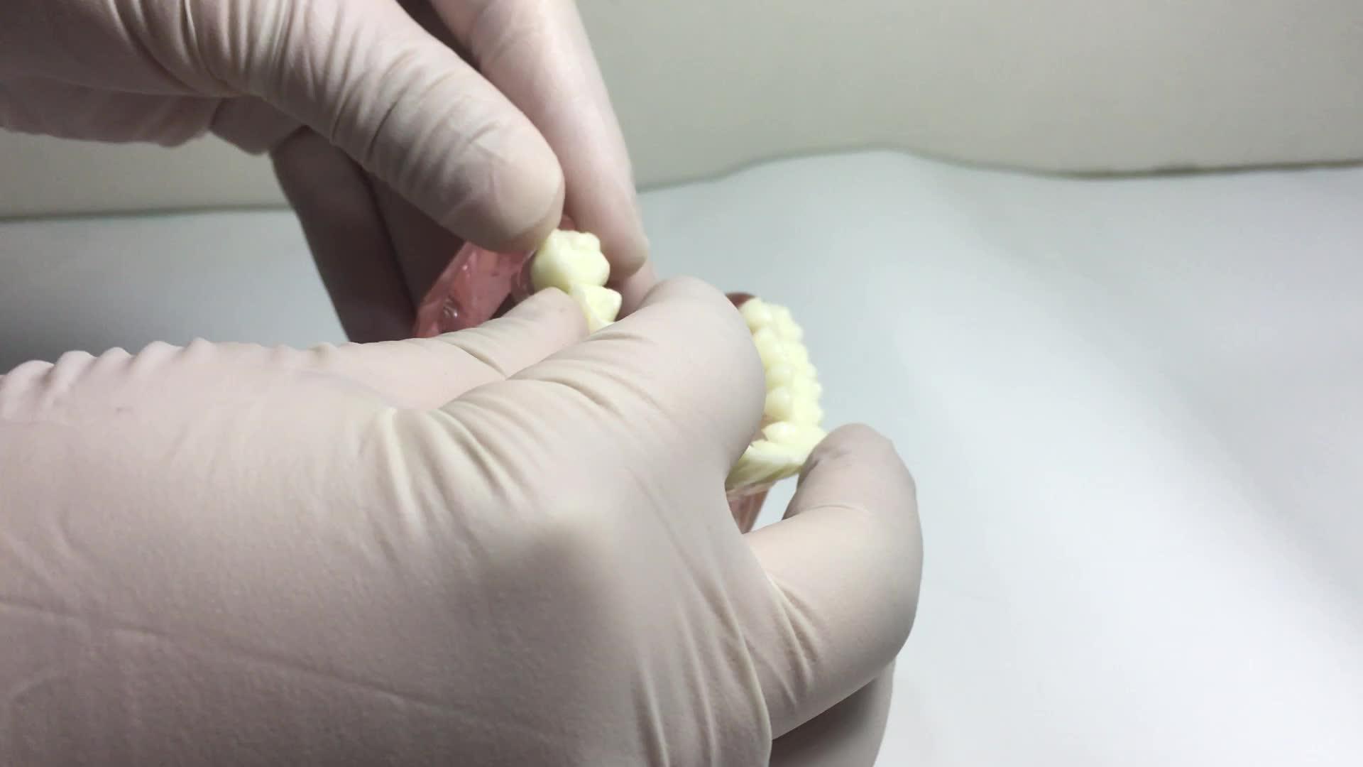 Dental Implant Model Of Upper Half Teeth For Demonstration With Ceramic ...