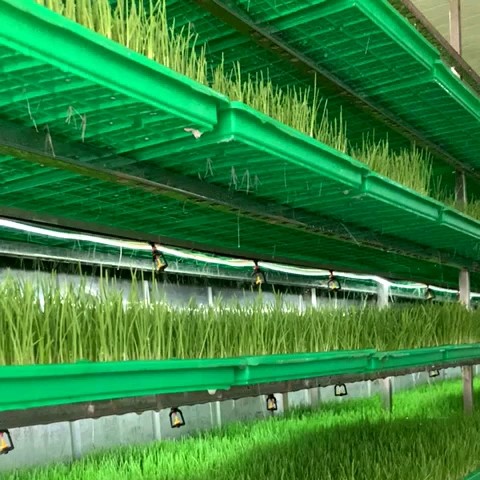 2021 Stainless Steel Hydroponic Fodder Growing Systems For Animal Feed ...