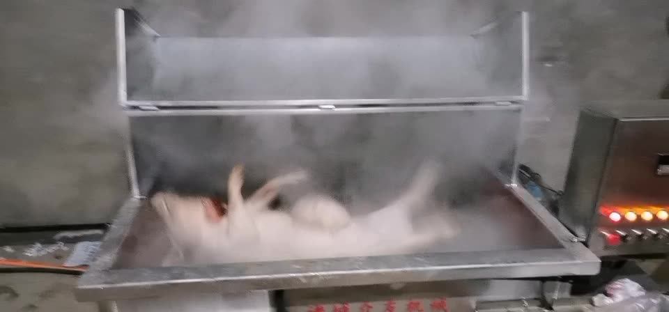 Pig Dehairing Machine / Pig Scalding Tank / Pig Plucking Machine - Buy ...